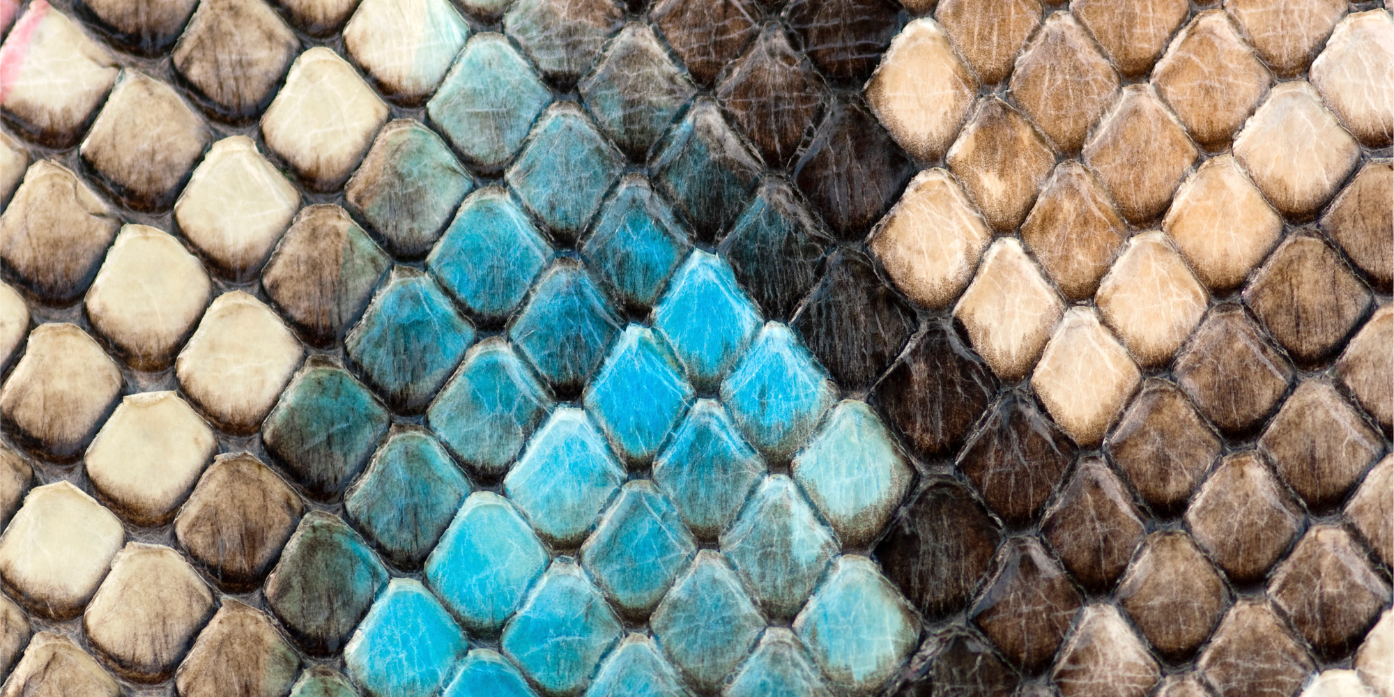 Hyperspectral imaging technology | imec